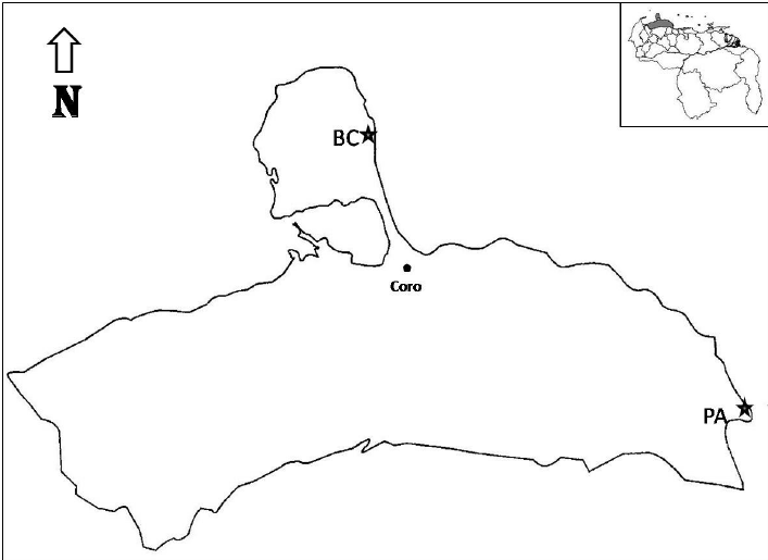 Naturaleza Luminosa: 20 Fotografías de Falcón que te sorprenderán ...