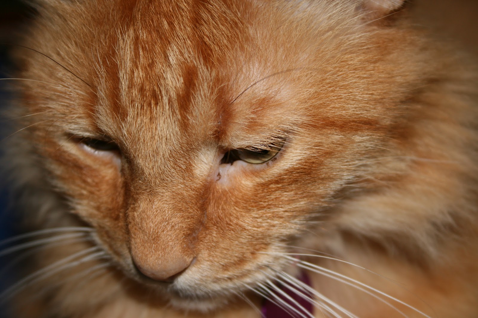 Why is My Cat so Sad?: Mingus is Bummed