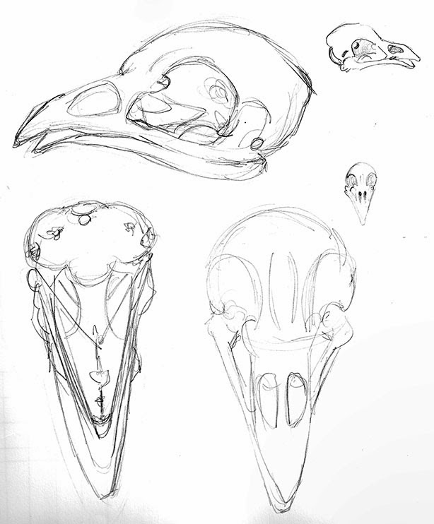Inky Phalangies Thoughts: Chicken skull