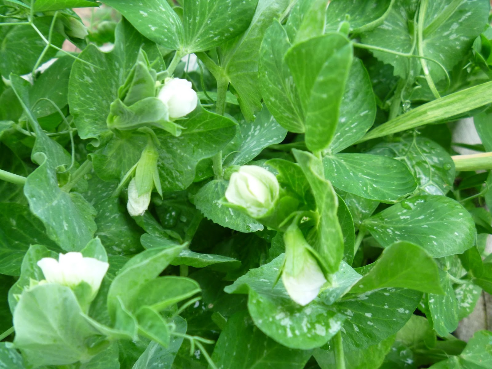 My Homemade Iowa Life: Container gardening: Peas in a pot (or bag)