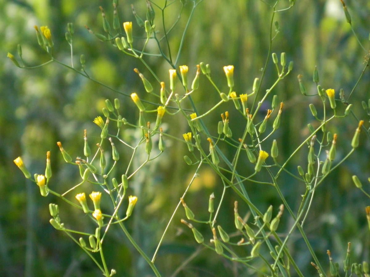 LA MULTI ANI, ROMANIA!: Flori de camp