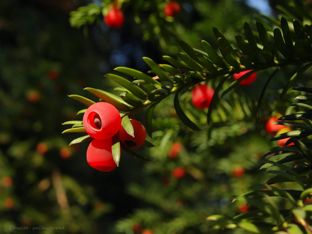 Chwile zaChwycone: Cis we wrześniu
