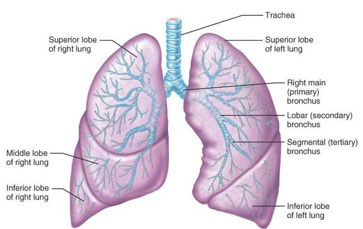 Medical Star99.blogspot.com: Location, Relation and Structure
