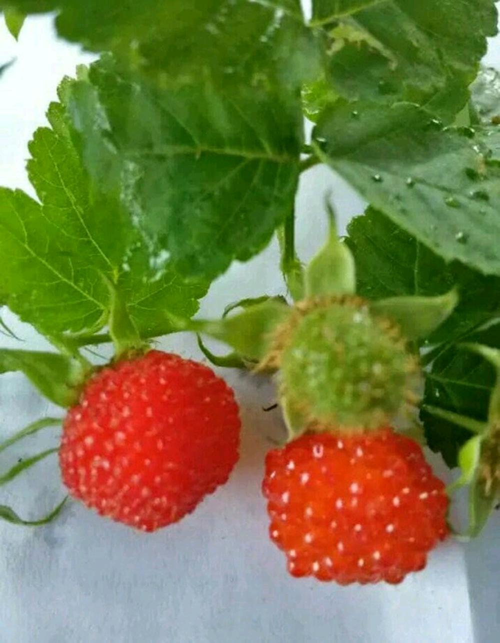 Bibit Arbei/arben/raspberry Sukabumi | sukabumi nursery