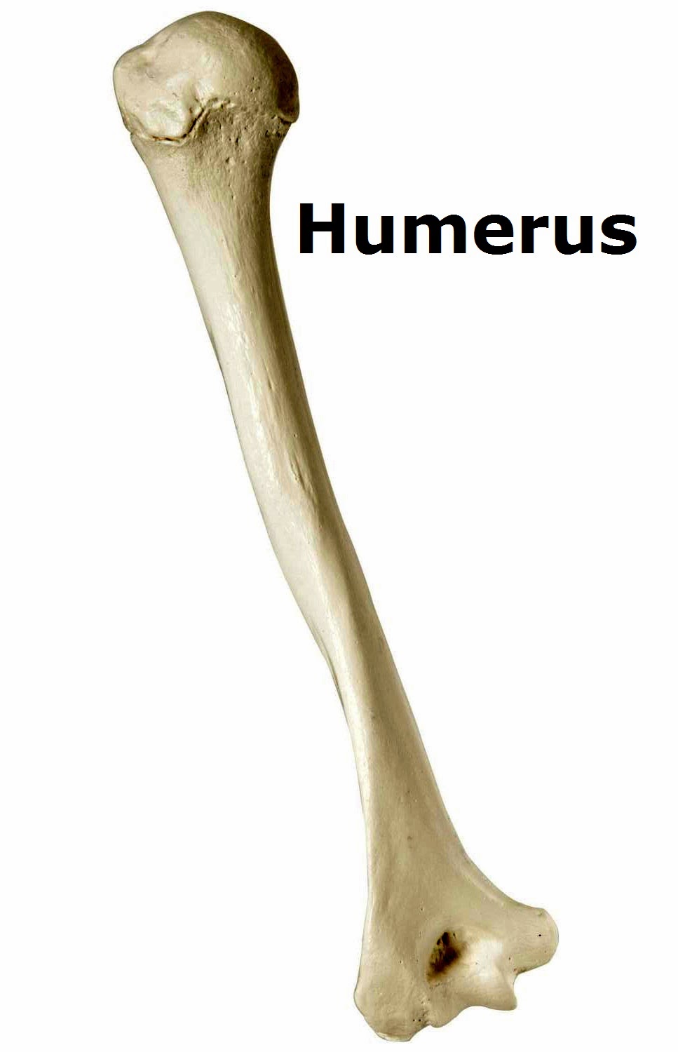 Dr. Burgar - Hand and Upper Extremity Surgeon