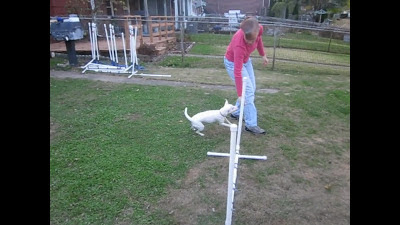 The Second Hand Dogs: Extension & Collection: A Photo Study