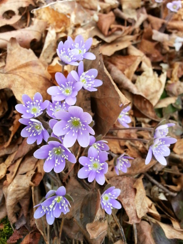 Spring Ephemerals: Amazing Hepatica