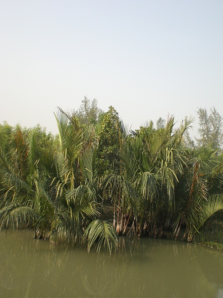 The Sundarban Trip with BNHS 17th to 20th December 2012: The Sundarban ...