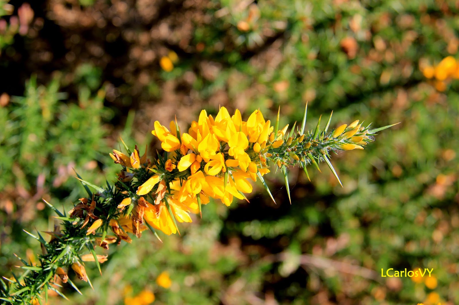 Plantas silvestres de Asturias: Tojo, toxu, cotoya, árgoma, árgumas ...