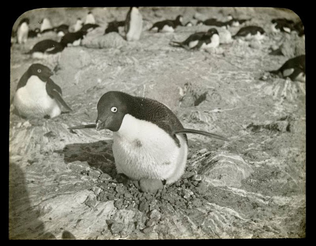Penguins in the Early 20th Century: An Amazing Photo Series From the ...