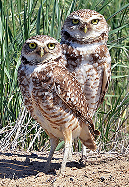Military Analysis: Owls.