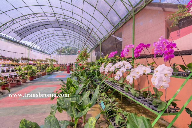 WISATA PASURUAN JAWA TIMUR: WISATA BUKIT FLORA KECAMATAN TUTUR ...