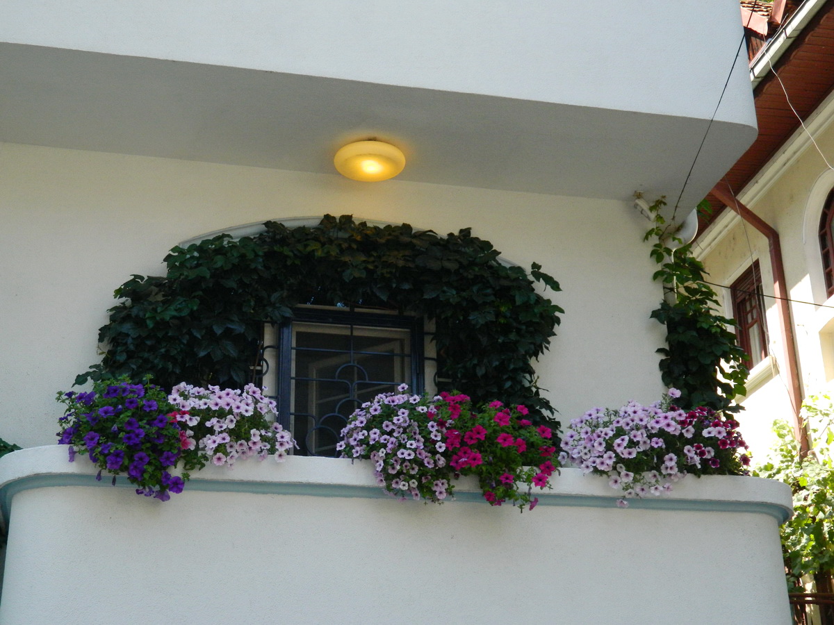 LA MULTI ANI, ROMANIA!: Flori la balcoane