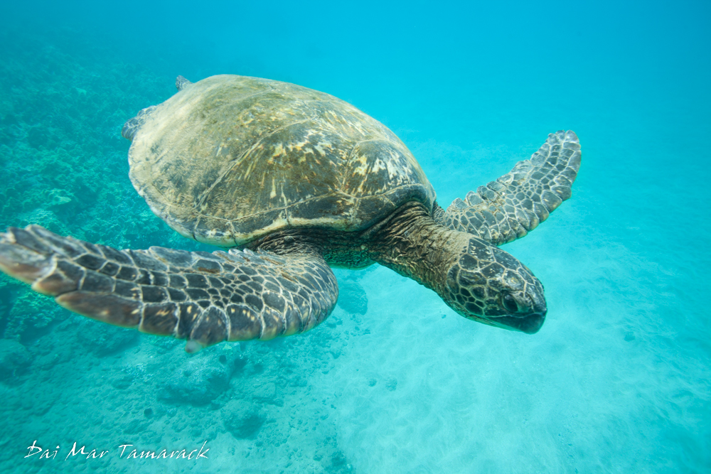 Capturing the Moment: Underwater Photo Shoot with Green Sea Turtles, Maui
