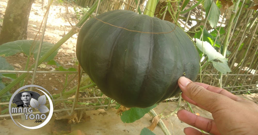Puree Labu kuning dan Ubi Cilembu menu makanan sehat untuk bayi