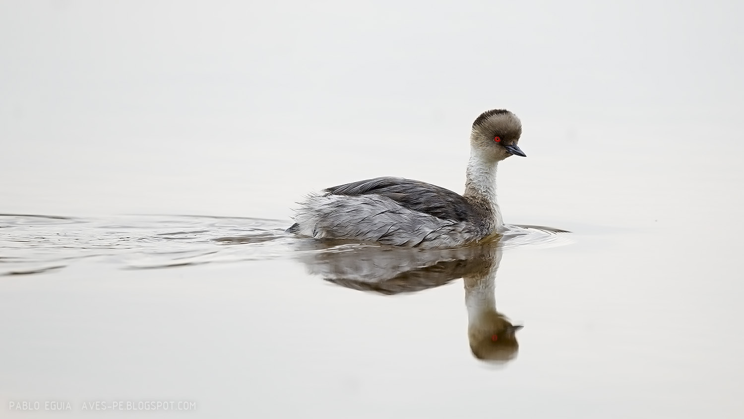 mis fotos de aves: Podiceps occipitalis Macá Plateado Southern Silvery ...