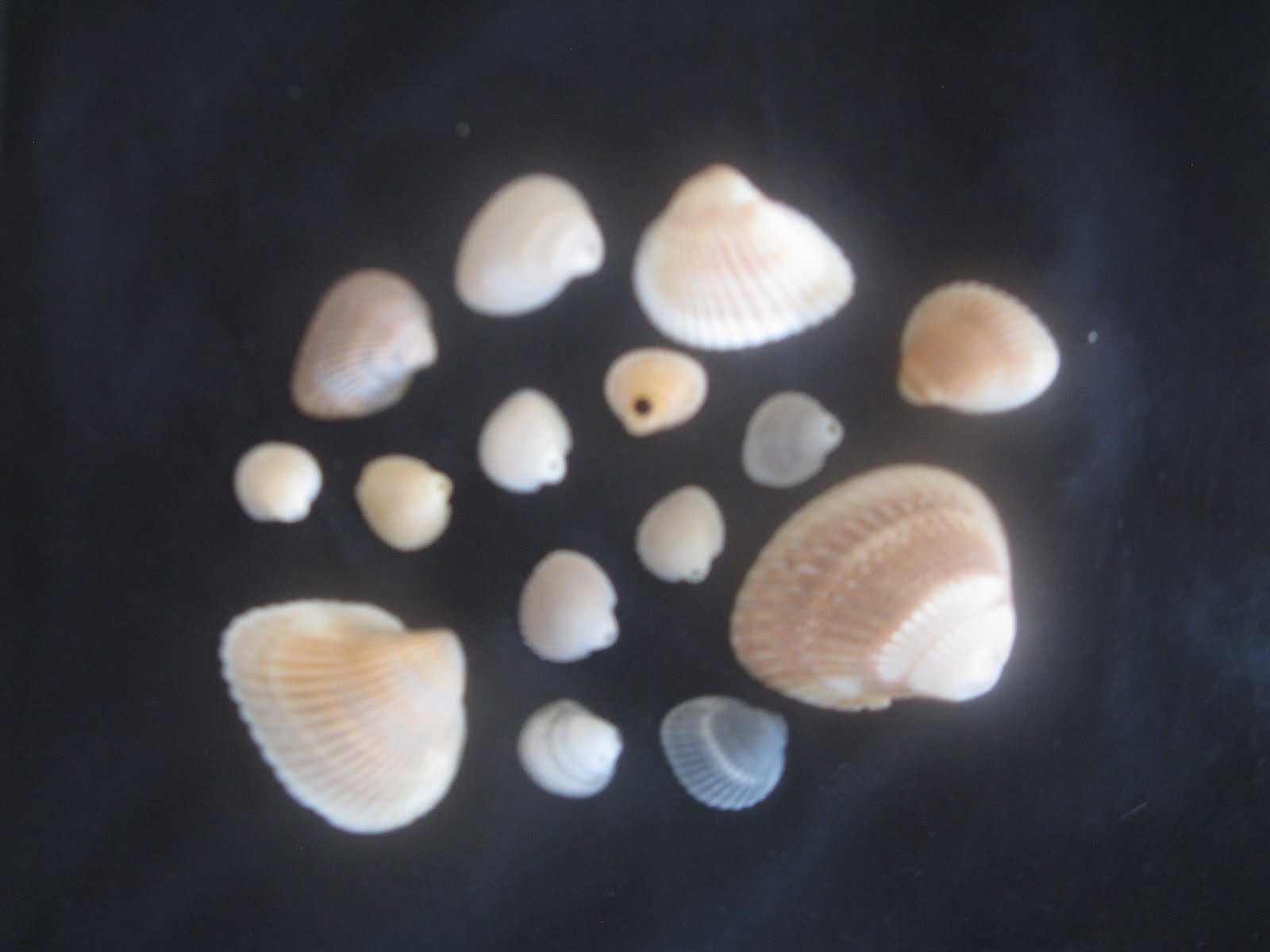 Tarra's Travels: North Padre National Seashore, Corpus Christi ...