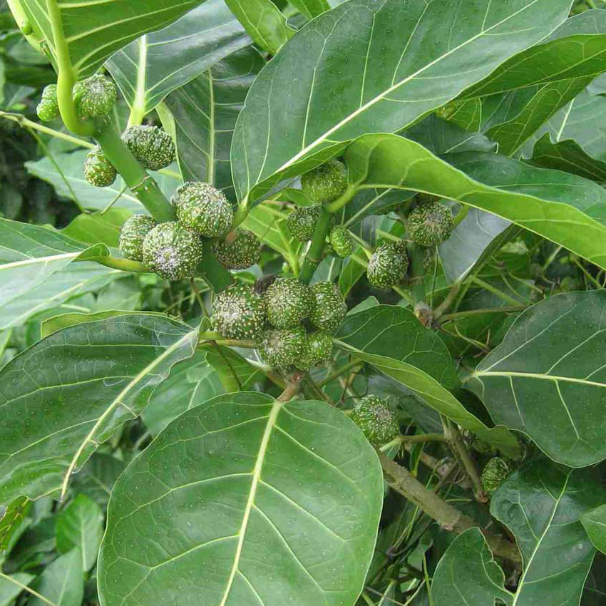 7 benefits of Leaf Awar-awar | Herbal Article: 7 benefits of Leaf Awar-awar