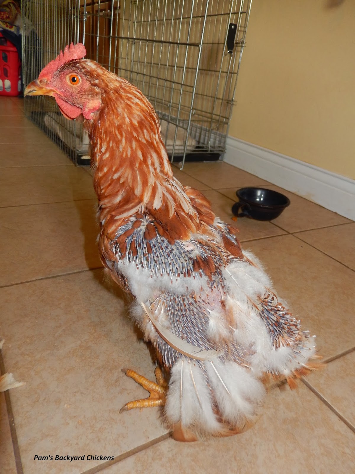 Pam's Backyard Chickens: New Feather Fixer Feed Helps Chicken Molt