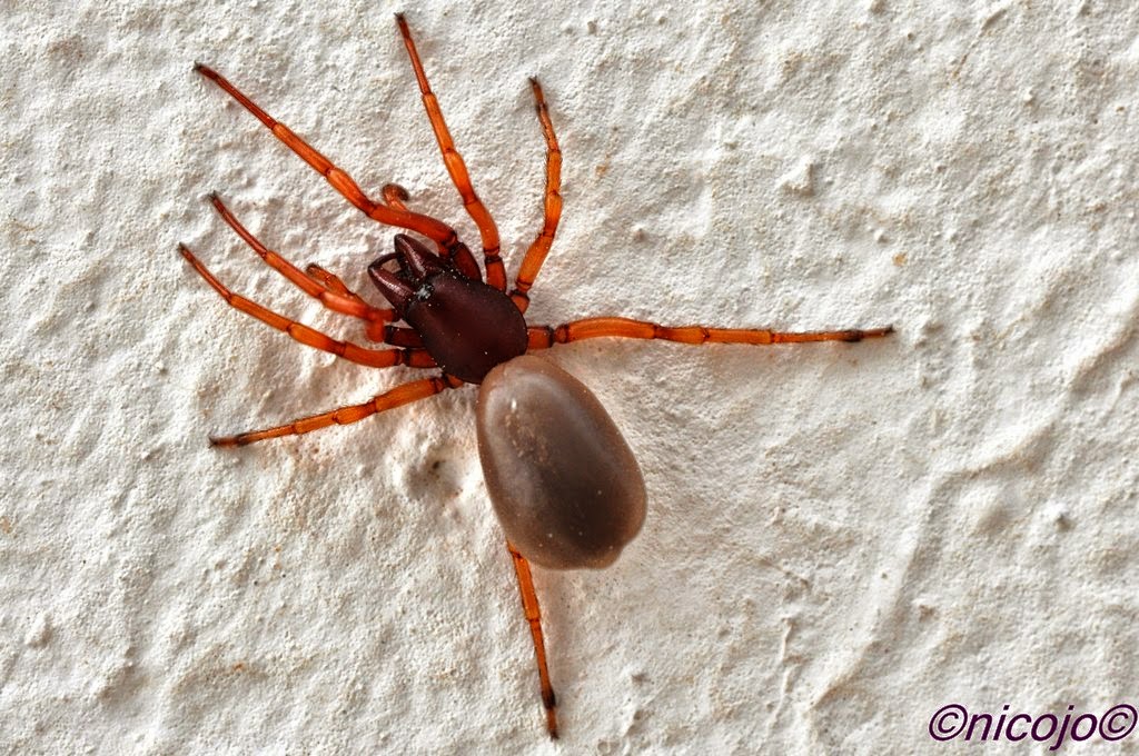 Foto's en korte verhalen uit Spanje: Araña Dysdera crocata, Woodlouse ...