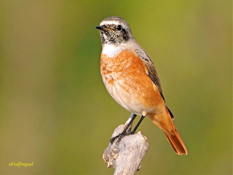 Miguel fotografia: Colirrojo real. (Phoenicurus phoenicurus)