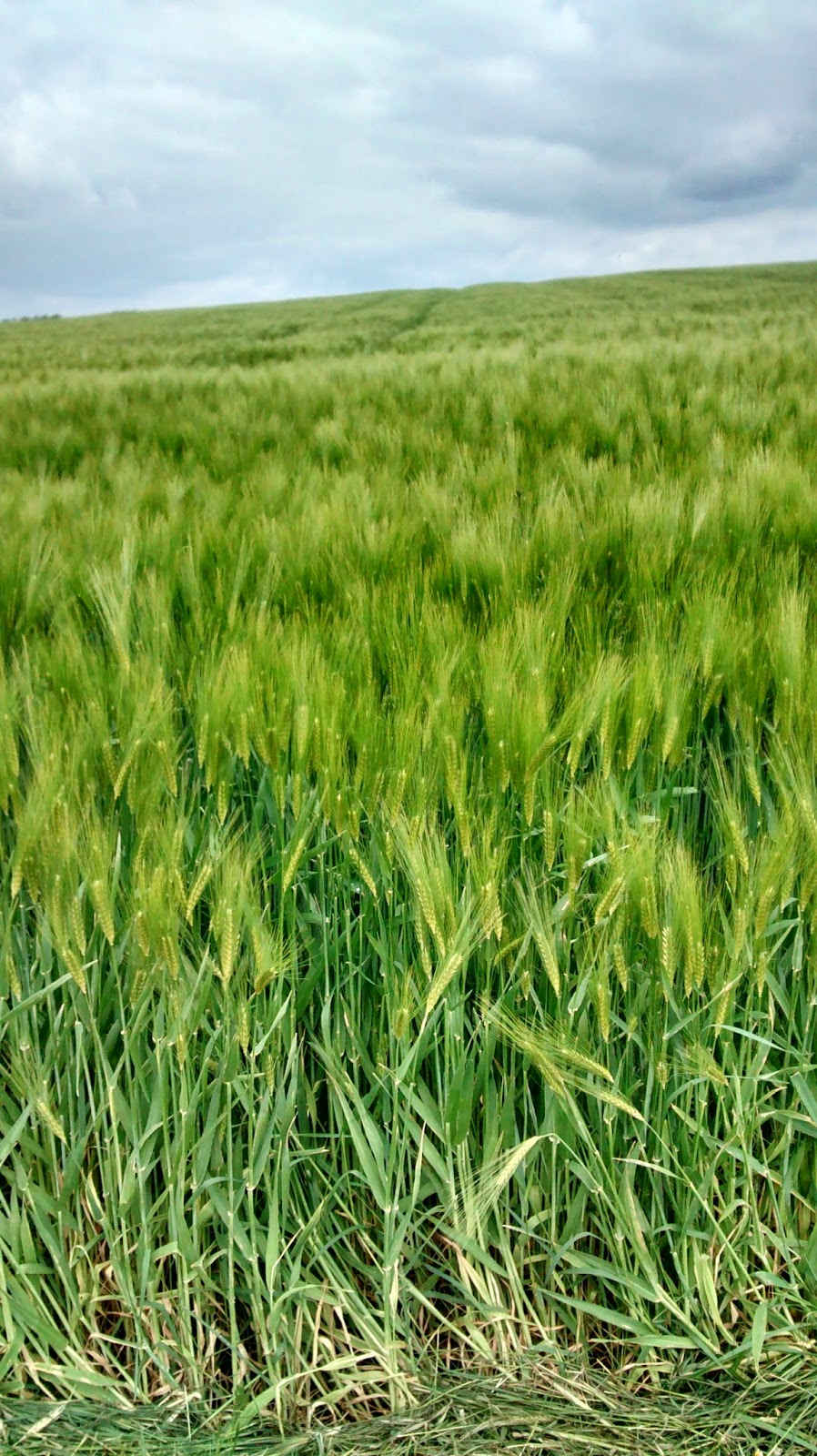 Alemania, mi perra y yo: Trigo sin amapolas?