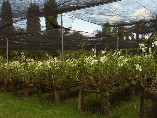 Make It Davao: Yuhico Orchid Garden