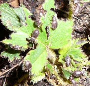 Xtremehorticulture of the Desert: Strawberry Weevils A Big Problem When ...