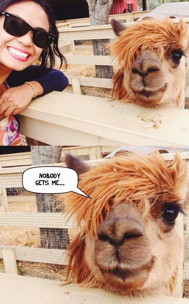 30 Funny animal captions - part 24 (30 pics) | Amazing Creatures