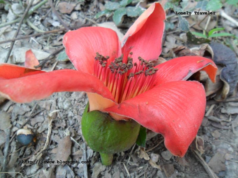 Shimul Ful(শিমুল ফুল) - Bombax ceiba