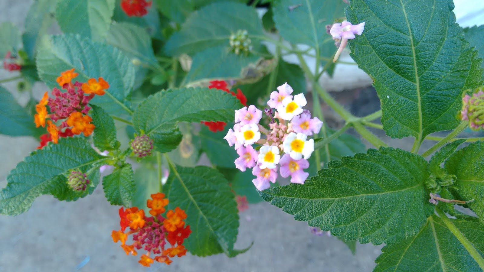RosaBio: A beleza das Lantanas