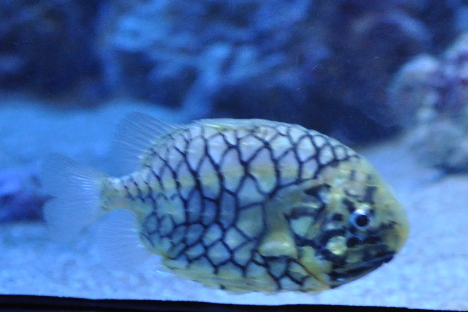 ZOOTOGRAFIANDO (6.100 ANIMALS): PEZ PIÑA JAPONÉS / JAPANESE ...