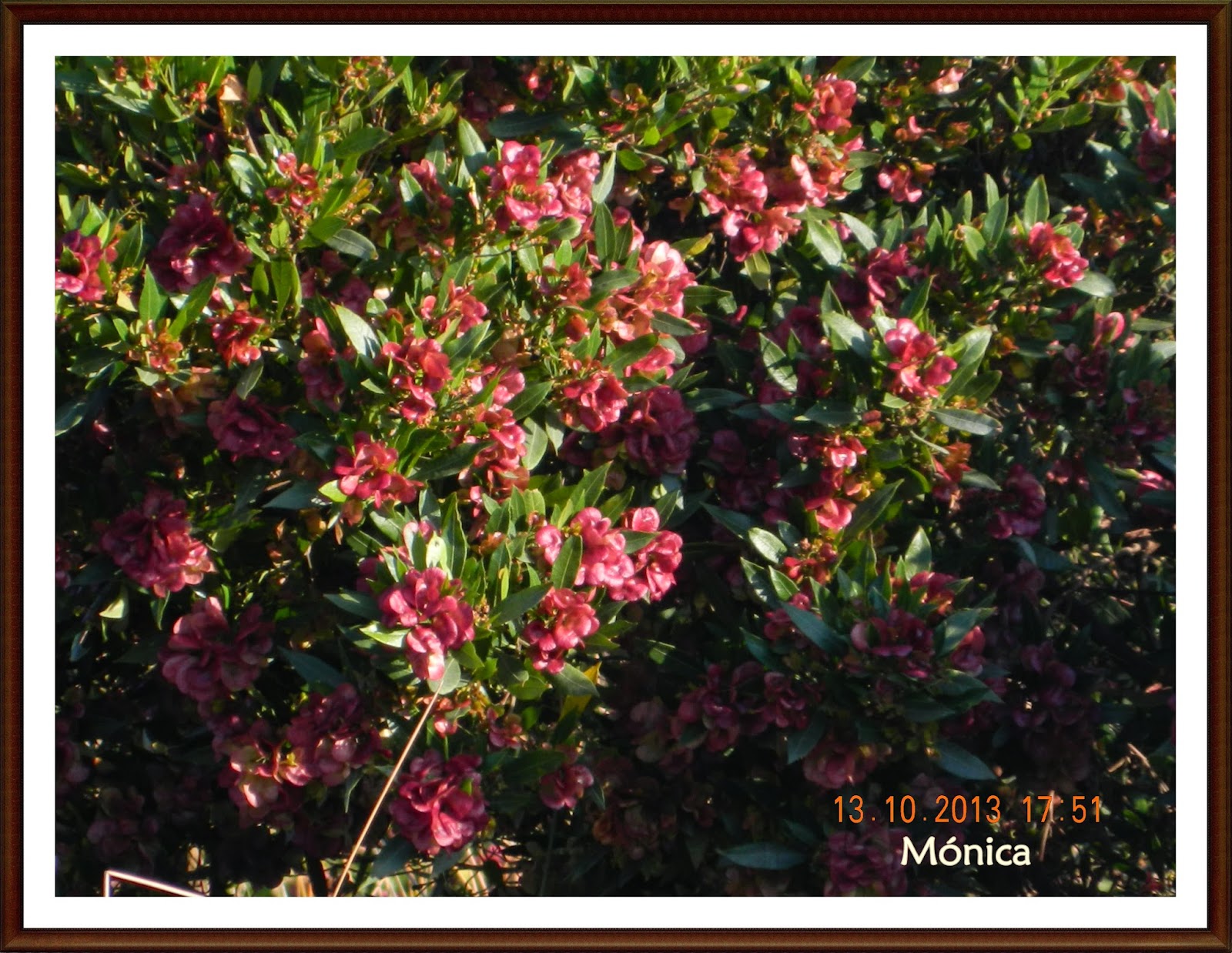 Eternizando instantes: Dodonaea viscosa. "Chirca de monte" "Candela",