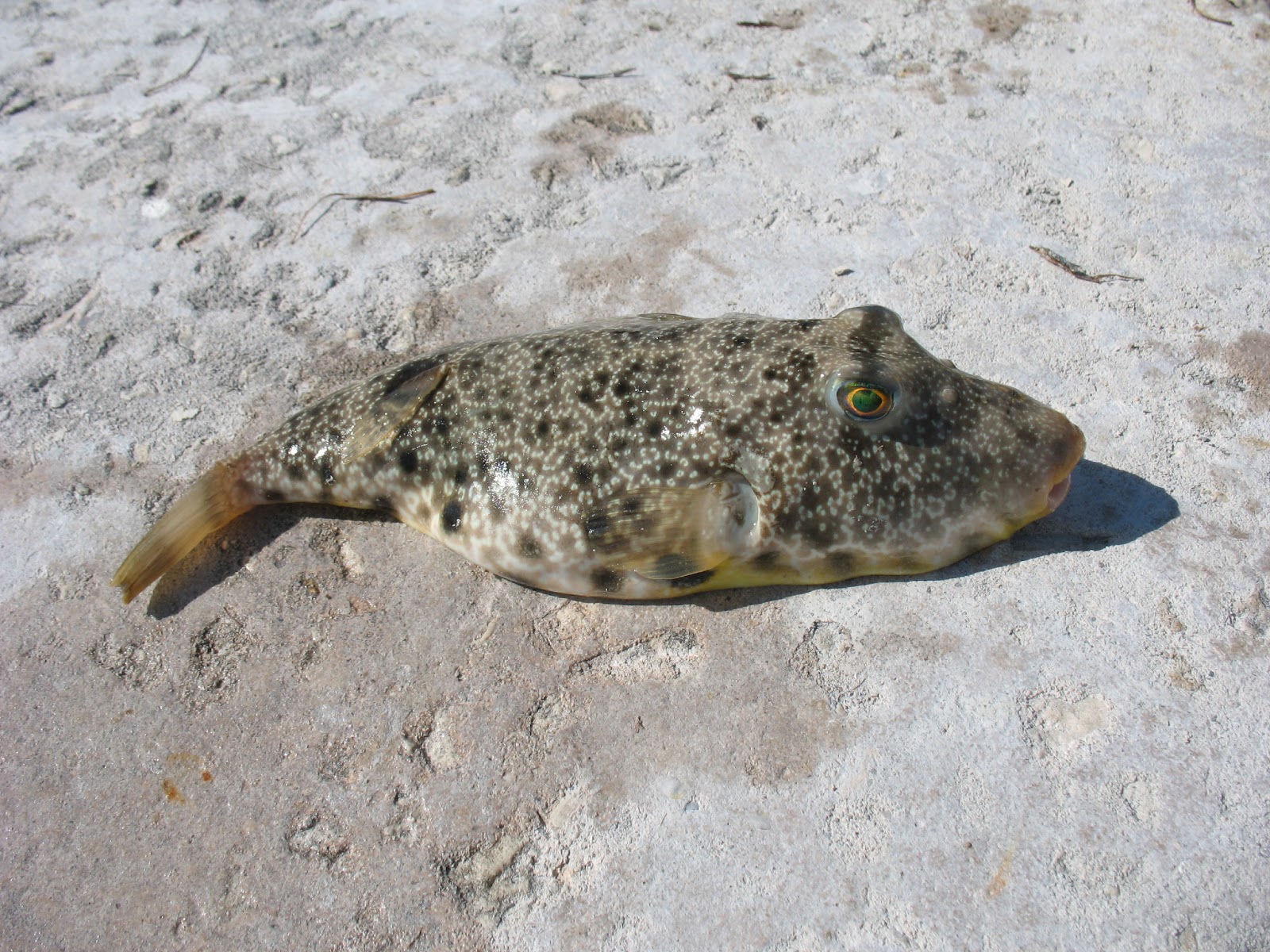 MuskieBait Adventures: 2012 Florida Road Trip (Day 7)