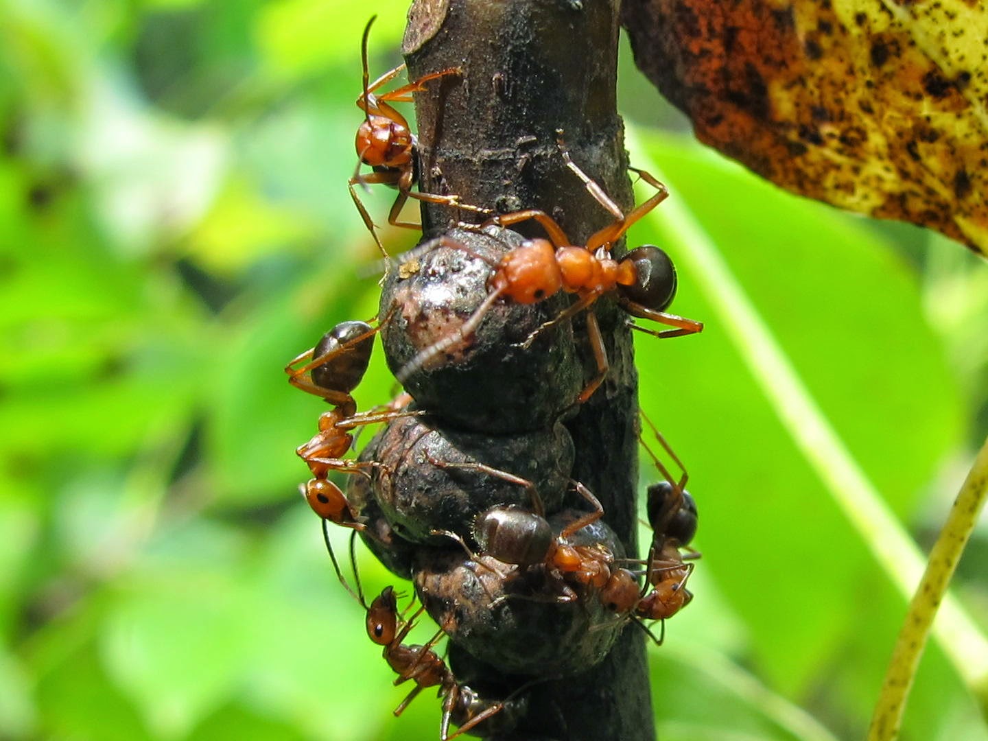 Blue Jay Barrens: Ants and Scale Insects