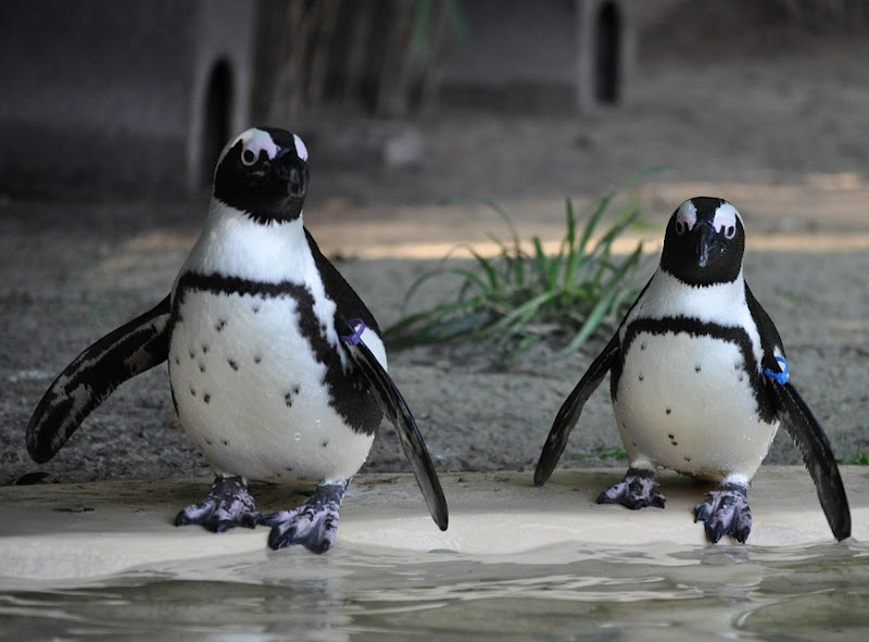 ZOOTOGRAFIANDO (6.100 ANIMALS): PINGUINO DEL CABO / AFRICAN PENGUIN ...