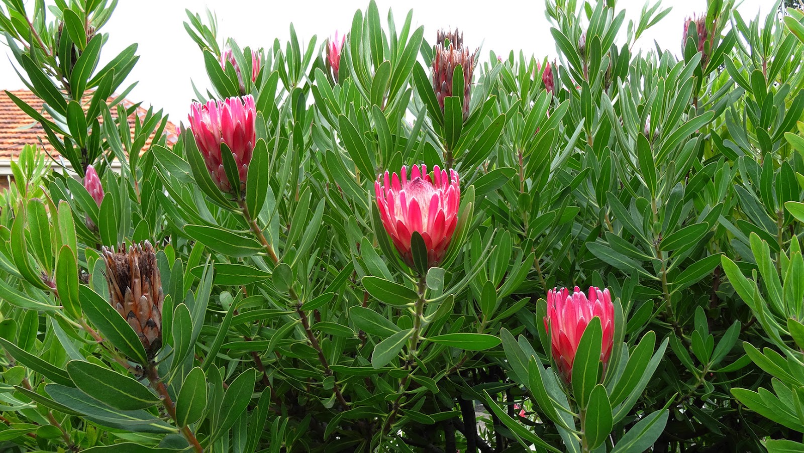 MAP: MELBOURNE STREET TREES 75 - PROTEA