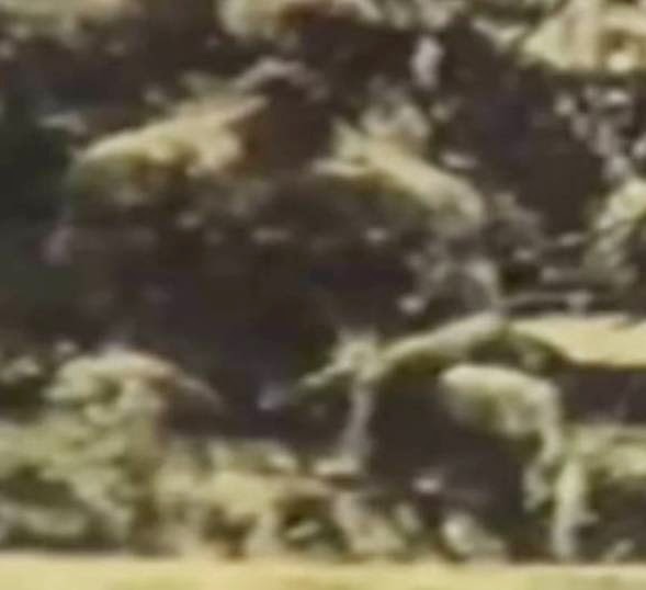 Anomalous Observational Phenomena: Australian Yowie Photographed in 1936?