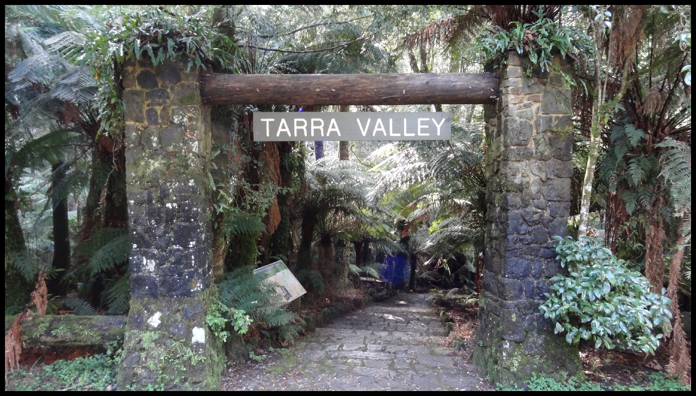 Back To Nature:: Tarra Valley Loop Track - Tarra Bulga NP - VIC