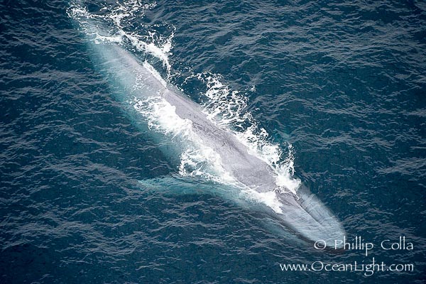 Paus Biru | Gosip Gambar