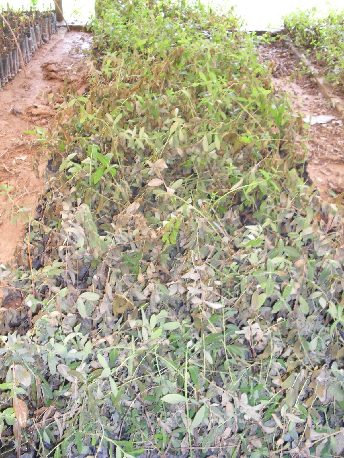 Techniques for Hardening plants - General Agriculture