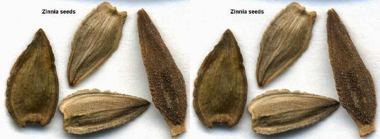 zinnia cultivation - General Agriculture