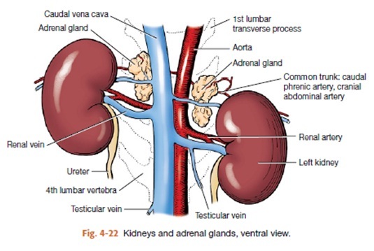 CRVImagem: Rins: Parte I - Anatomia Topográfica