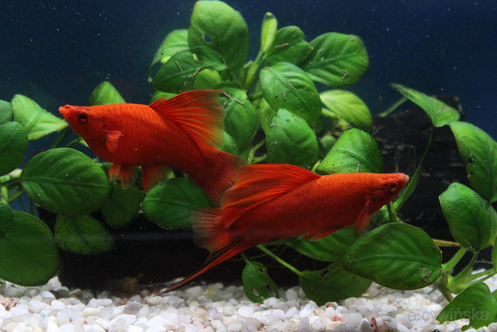 xiphophorus.pl: Czerwone delty