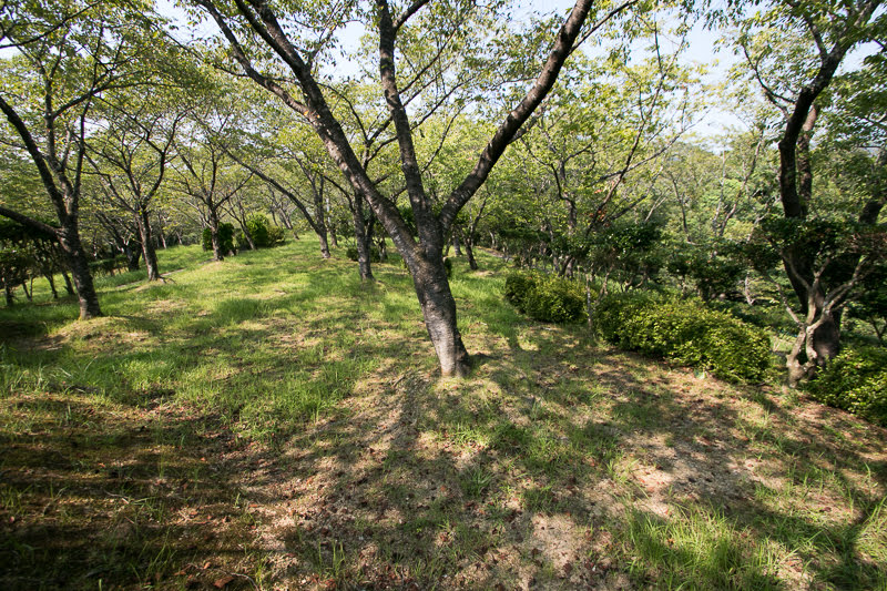 Nakamura Castle (Tosa) -History of island hero (5) Beat of benefactor ...