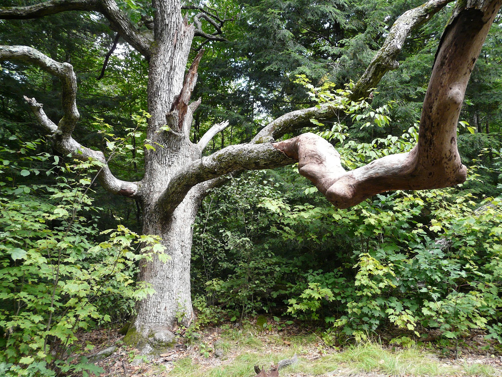 Timberturner + Bowlwood Woodturning: Wolf Trees of New England