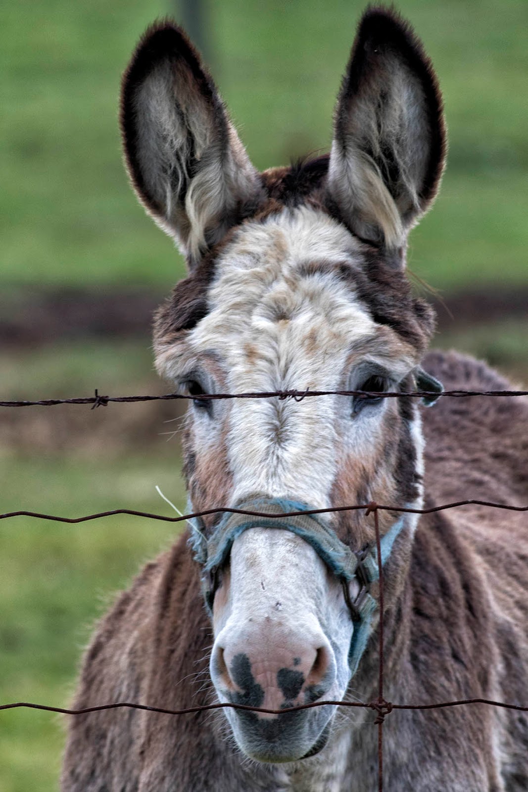 Ann Brokelman Photography: Donkeys on the back roads of Port Perry