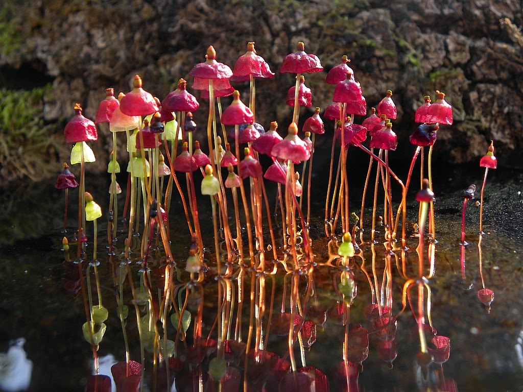 Mosebloggen: It's all in the details...