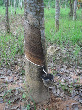 Cuti Hari ke 3:Sepagi Di Kebun Getah