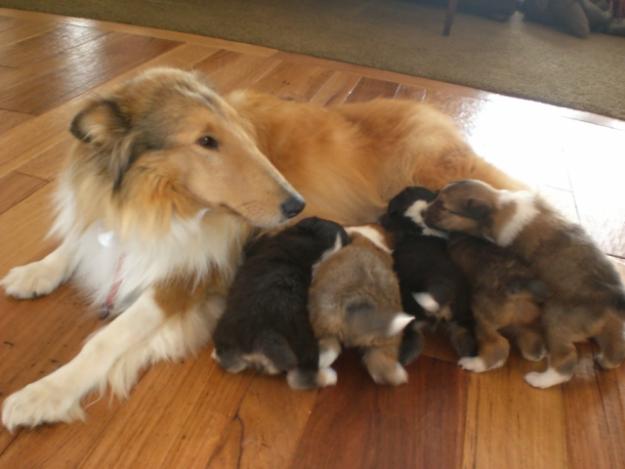 Razas de perros del mundo: Collie